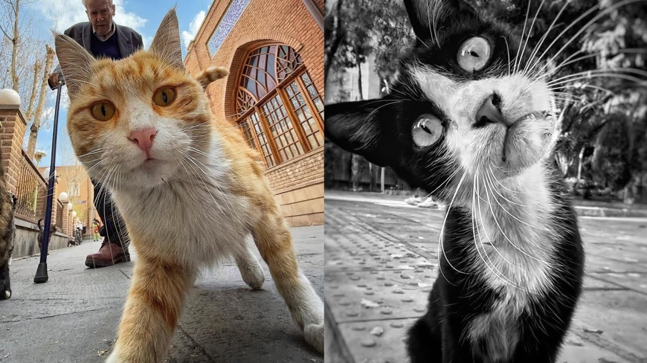 From Streets To Home The Story Of Stray Cats Who Became Our Neighbors