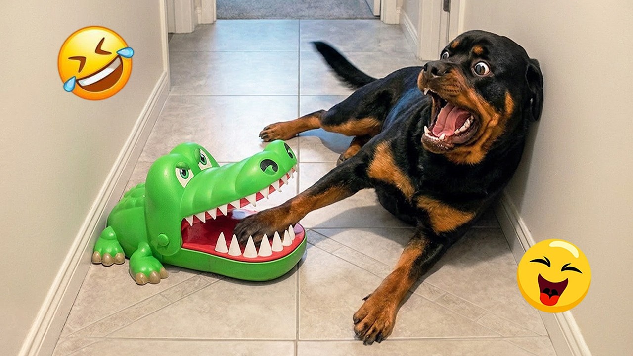 Overdramatic Dogs Who Deserve An Oscar ёяшбёяр New Funny Dog Videos