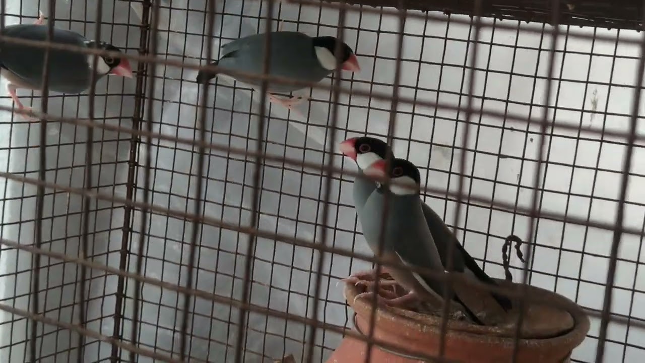 My Java Birds Setup Youtube