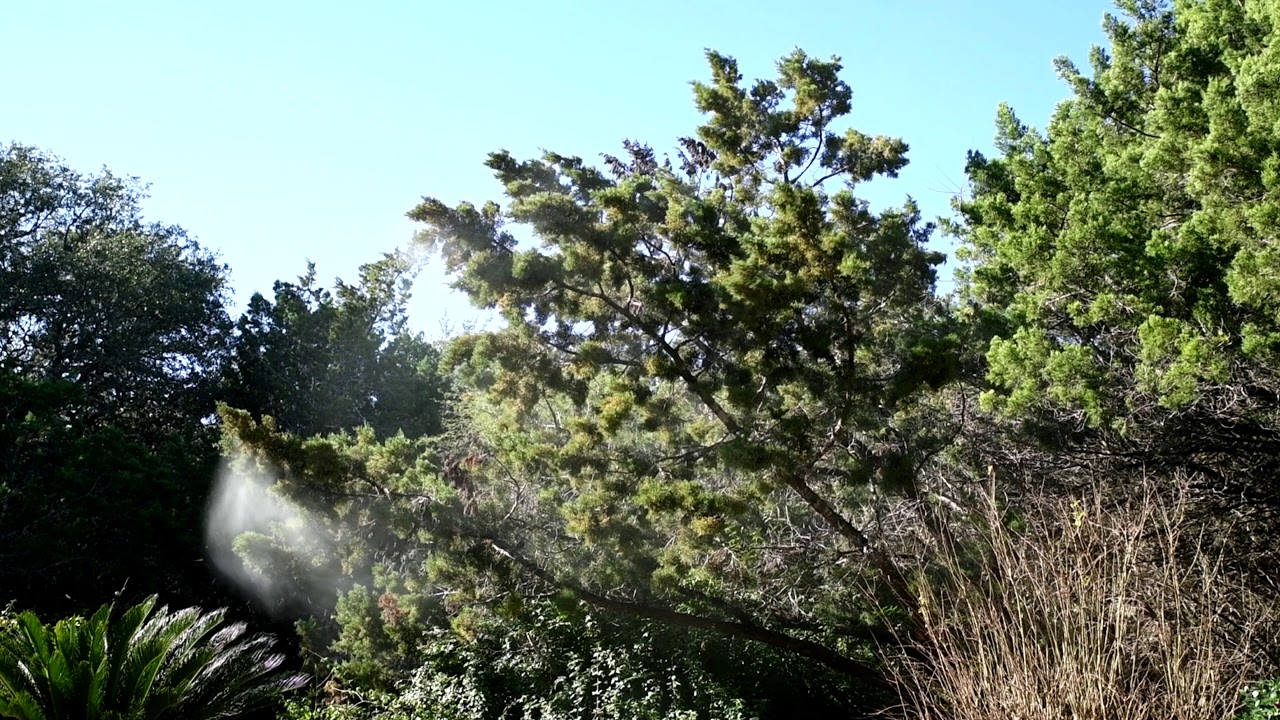 Exploding Mountain Cedar Tree Youtube