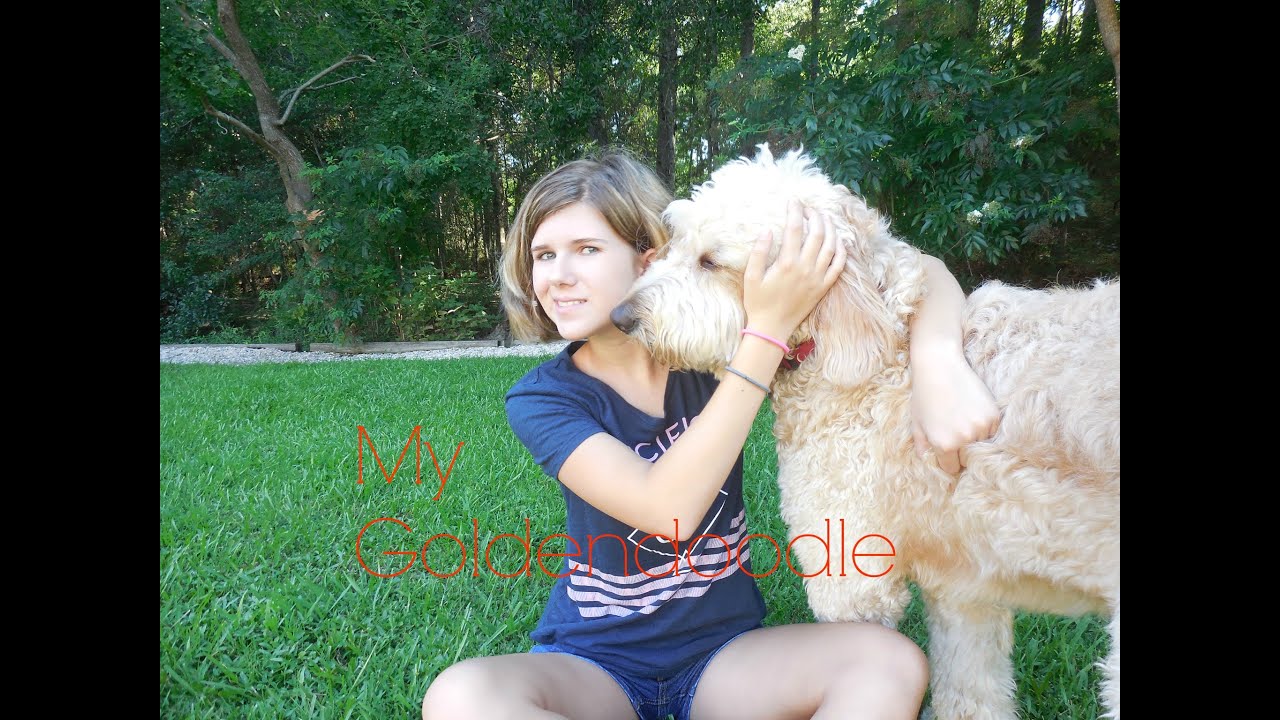 Meet My Goldendoodle Youtube
