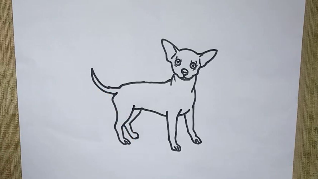 How To Draw A Cute Chihuahua Outline Drawing Easy Chiwawa Dog Sketch
