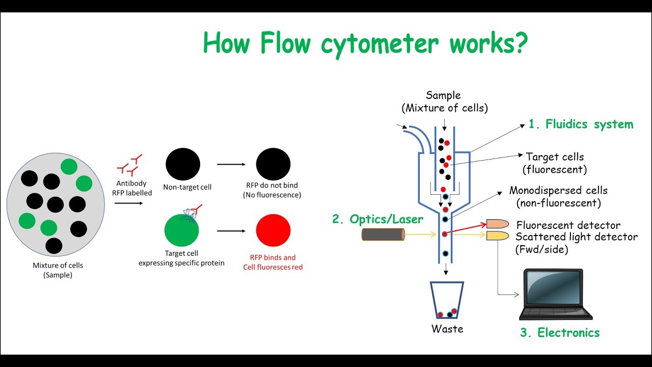 Flow Cytometry Animation
