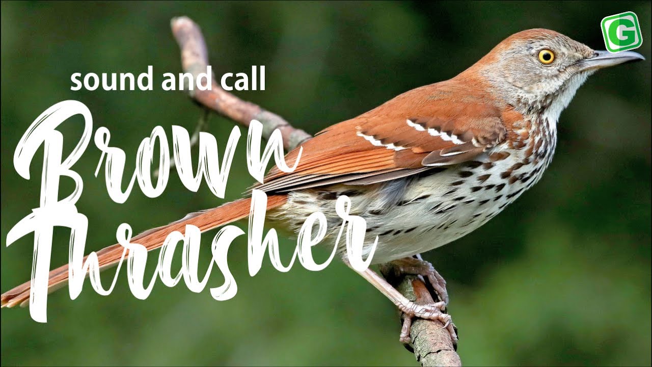 Brown Thrasher Singing L And Sound Brown Thrasher Bird Call Youtube