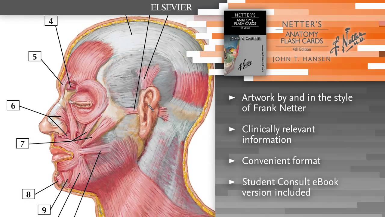 Netter S Anatomy Flash Cards Sprüche Zitate