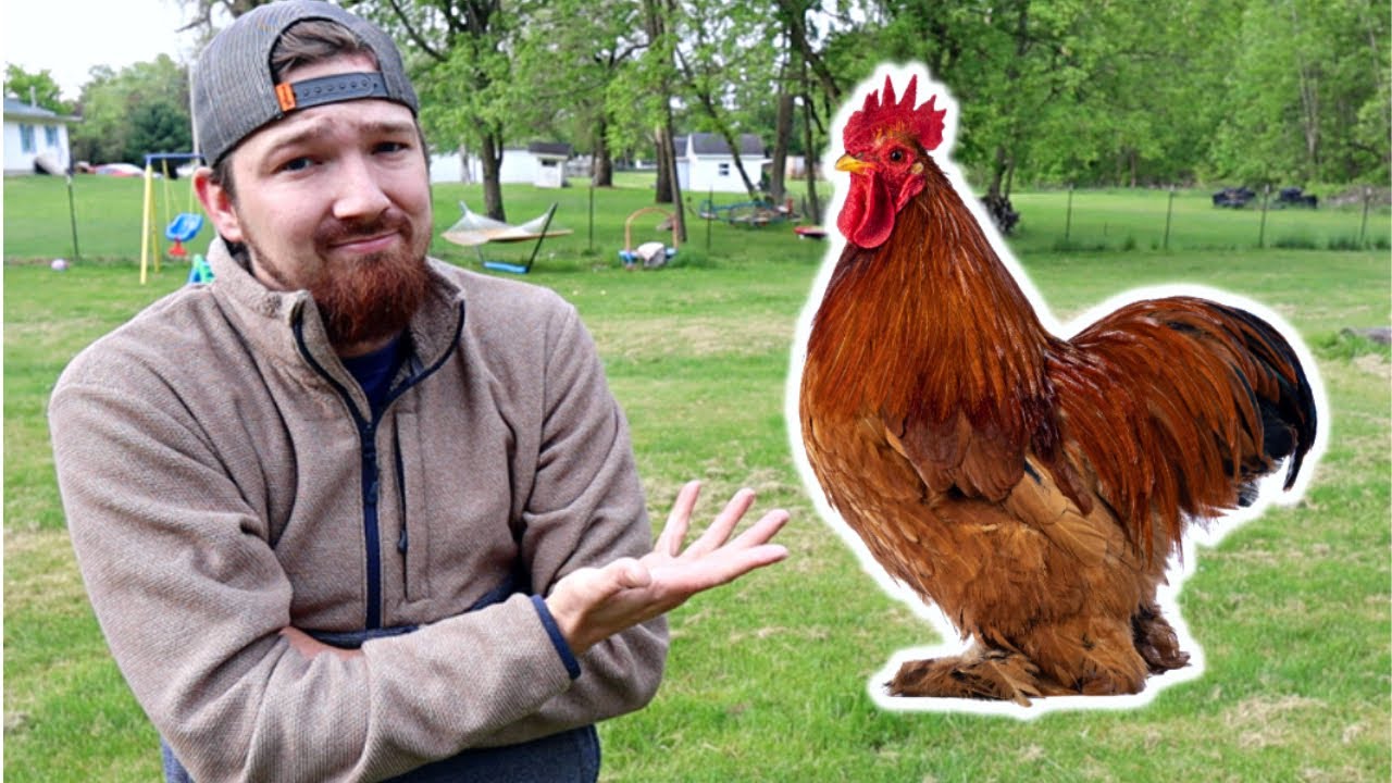 The Truth About Raising Chickens Youtube