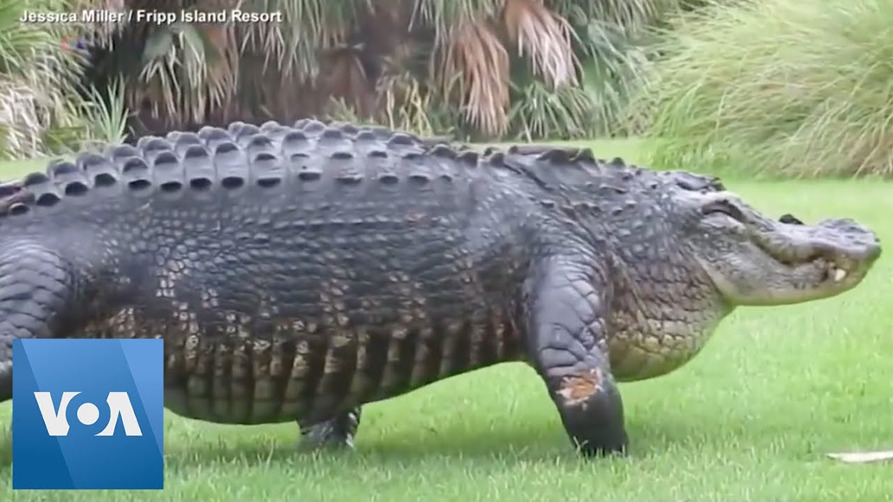 Massive Alligator Casually Walks Across Golf Course Youtube