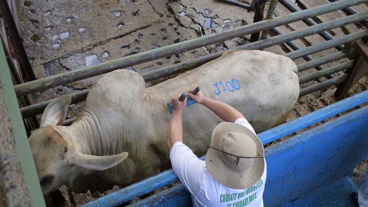 Proceso De Recepción De Bovinos Y Garantía De Bienestar Animal Central