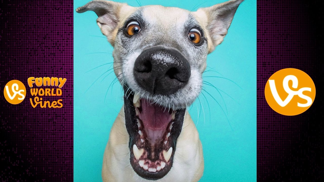 Goofy Vine Compilation