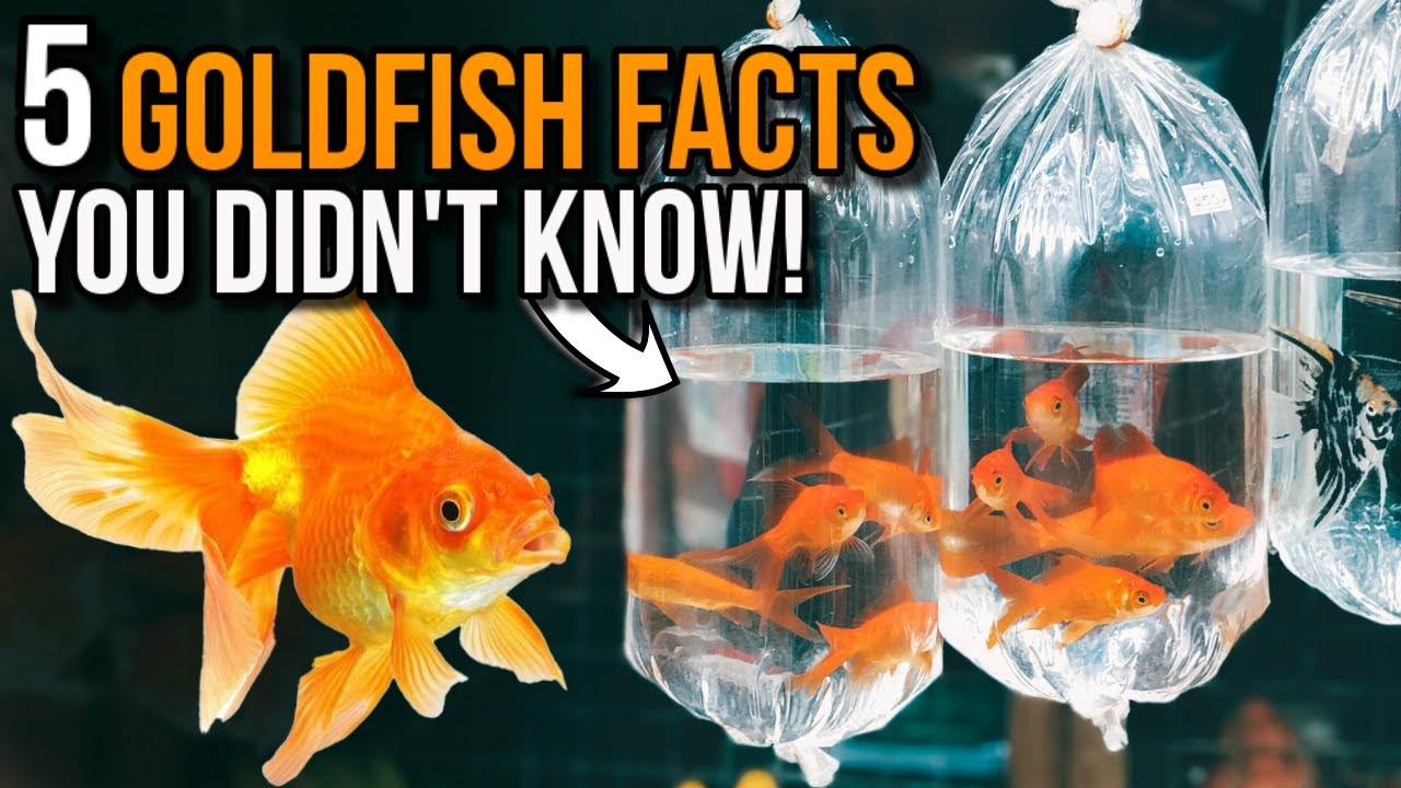 5 Mind Blowing Goldfish Facts You Didn T Know Youtube