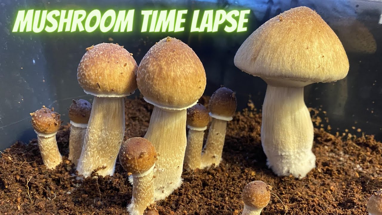 Mushroom Time Lapse Youtube