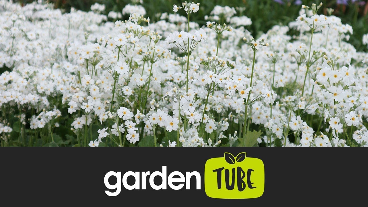 Sowing Primulas Youtube
