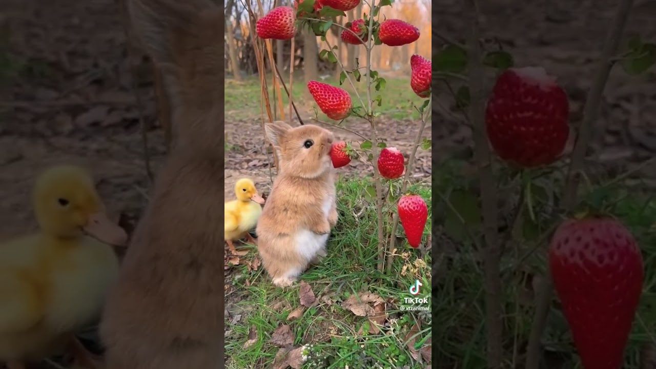 Bunny Eating Strawberries With Duck Housepetscare