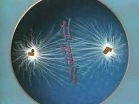 Meiosis Youtube
