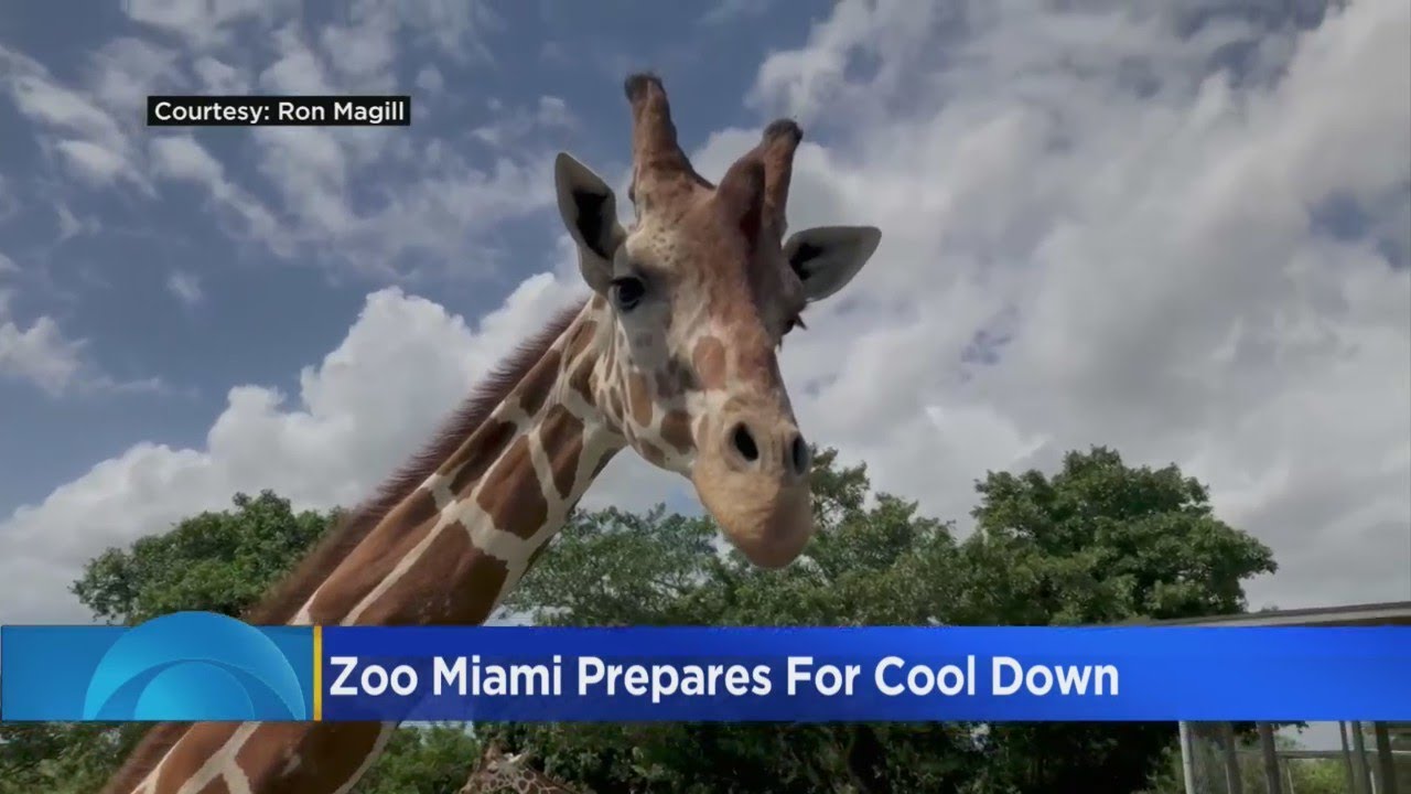 What Do The Animals At Zoo Miami Do When It S Cold Youtube