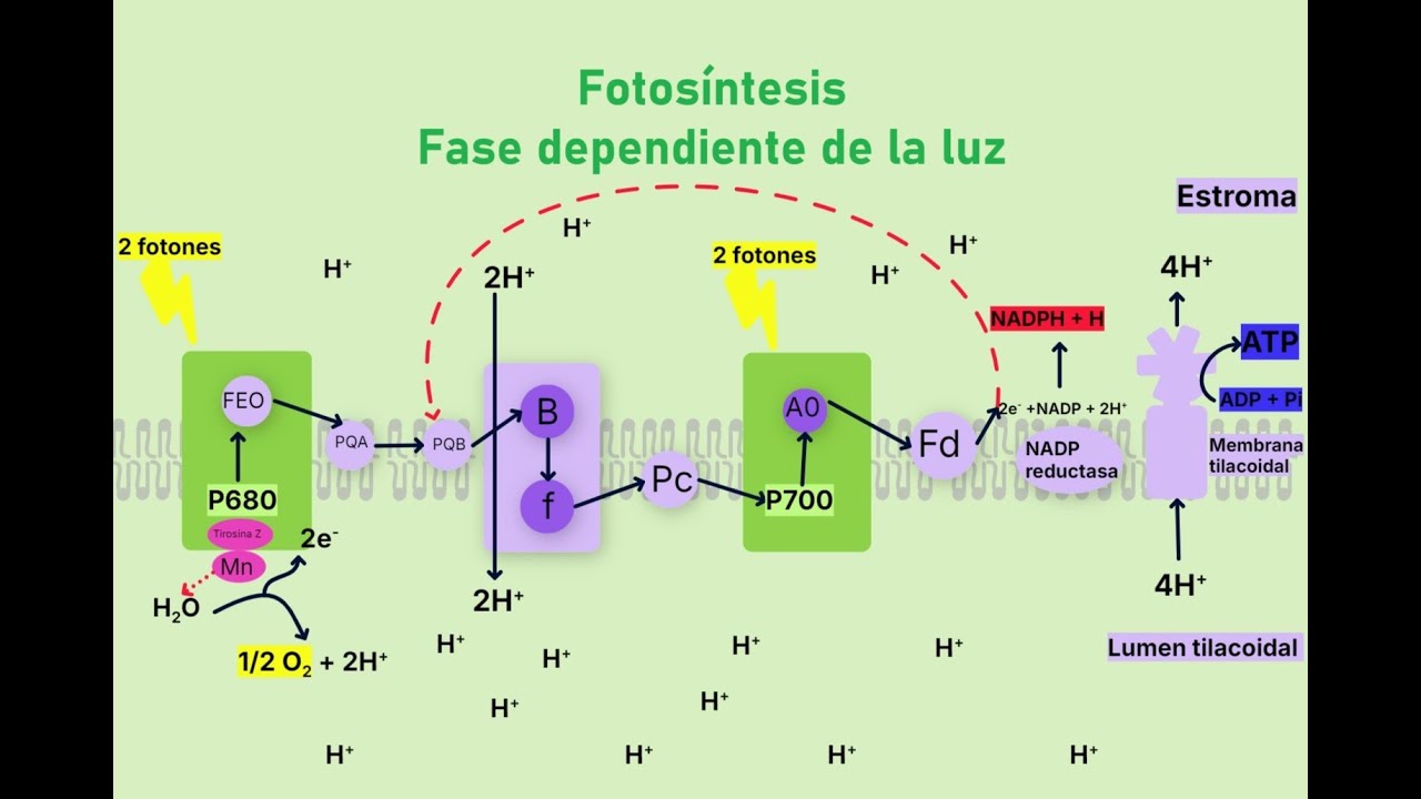 Fotosintesis Fase Luminosa O Dependiente De La Luz Explicada Facil