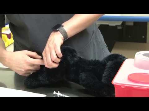 Ffa Administering An Intramuscular Injection Youtube