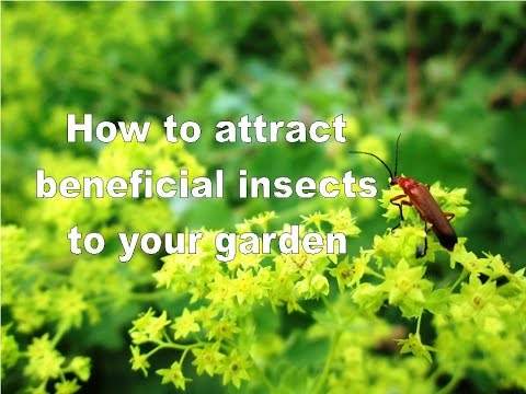 Attract Beneficial Insects Your Garden Fasci Garden