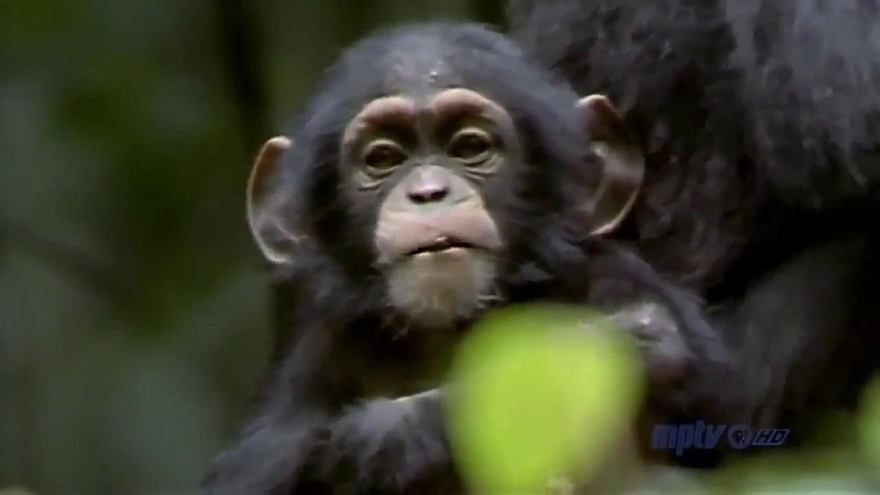 Documentary 2017 Becoming Human Episode 1 First Steps Youtube