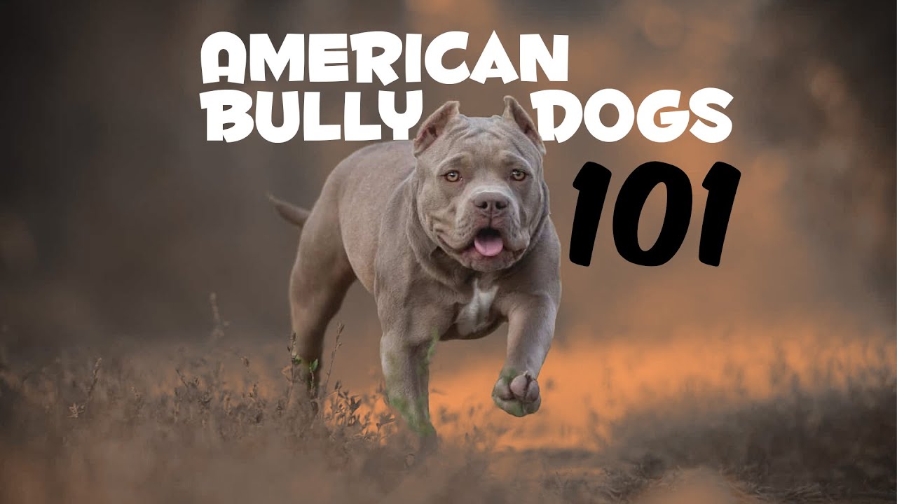 American Bully Dogs 101 Everything You Should Know Housepetscare