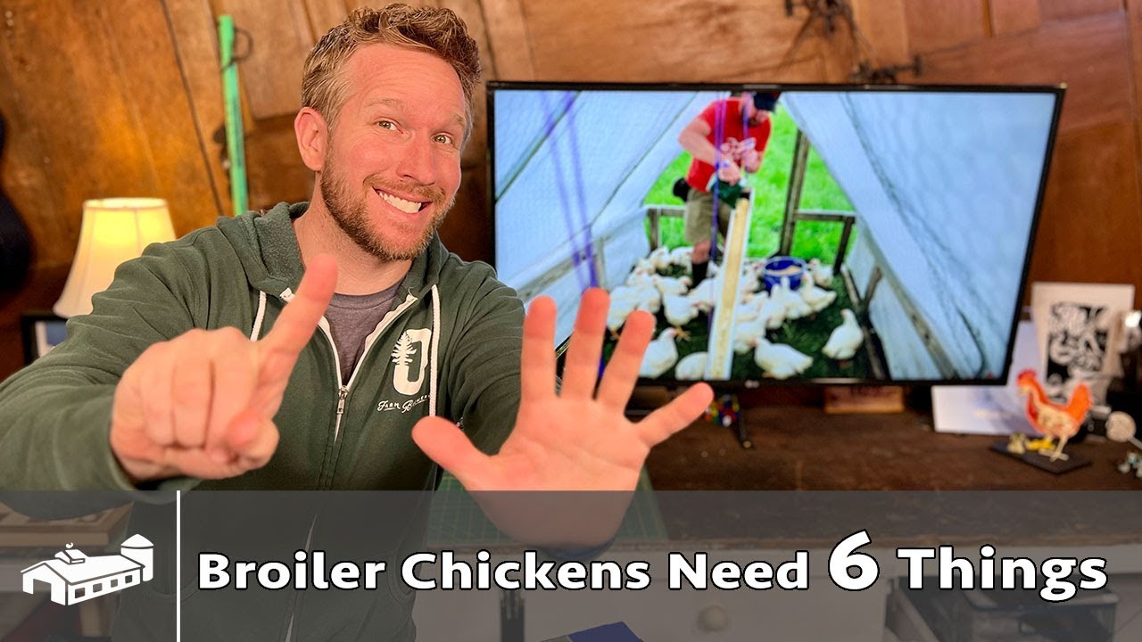 Broiler Chickens Need 6 Things Youtube