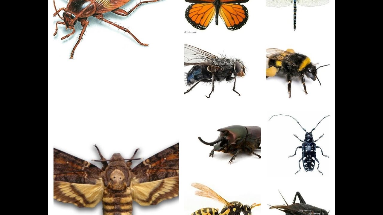 How To Identify Insect Sounds