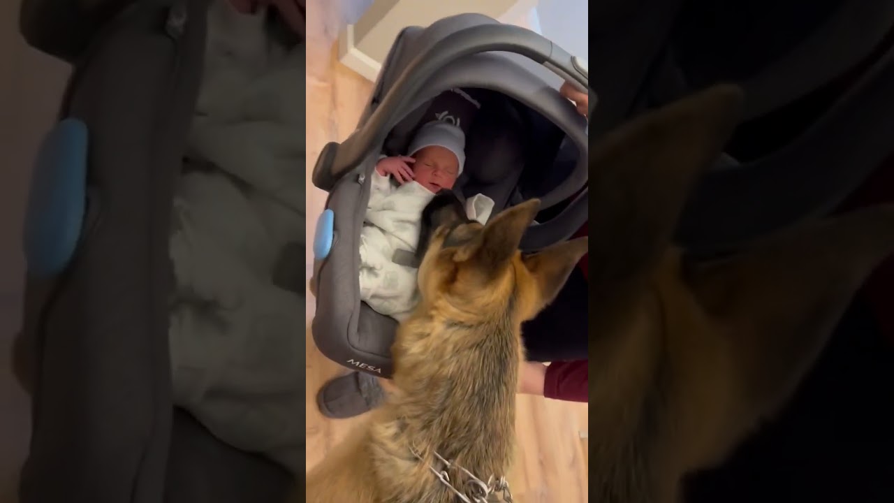 My Cat Loves Me Cat Caring Housepetscare