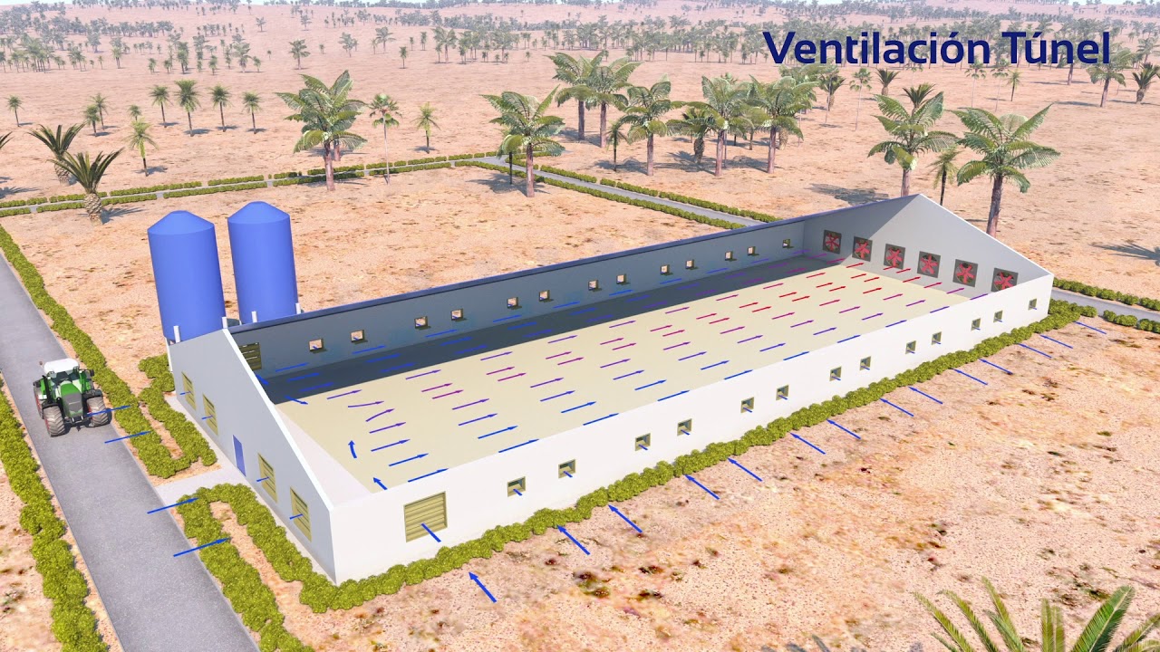 Pollos De Engorde Vídeo Sobre Ventilación Fortica Puede Gestionarlo