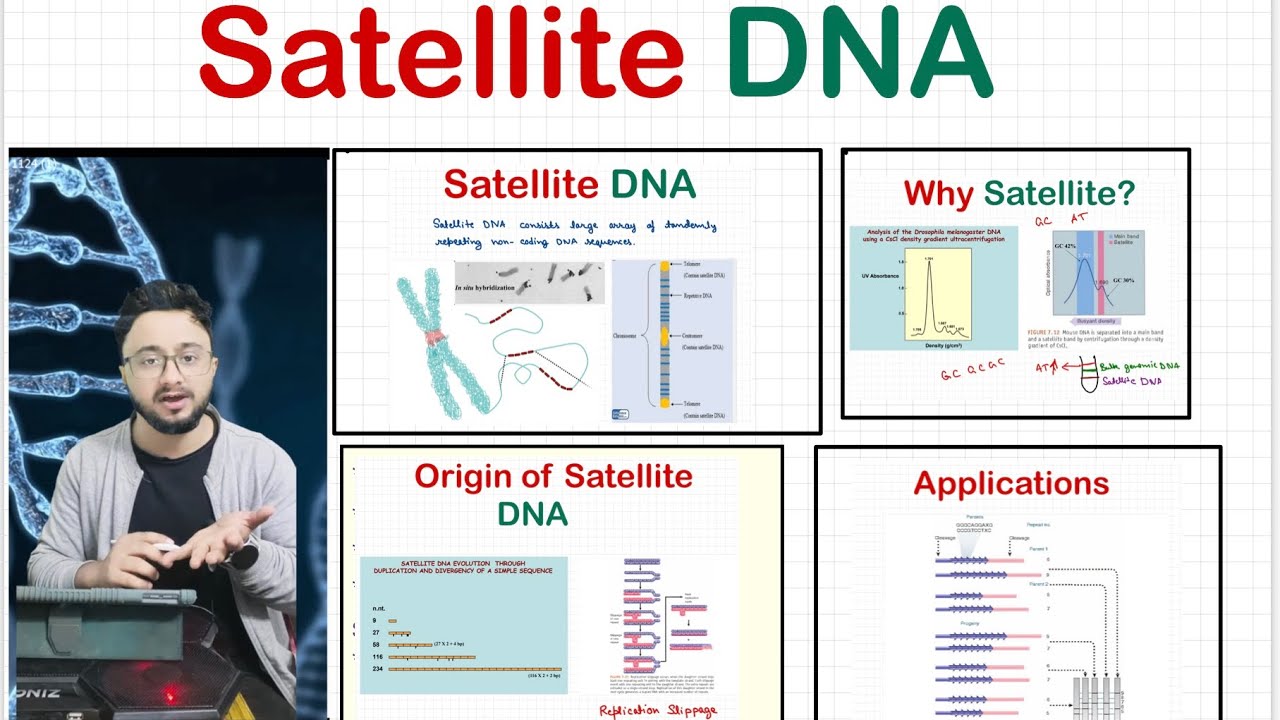 Satellite Dna I Minisatellite I Microsatellites I Repetitive Sequences