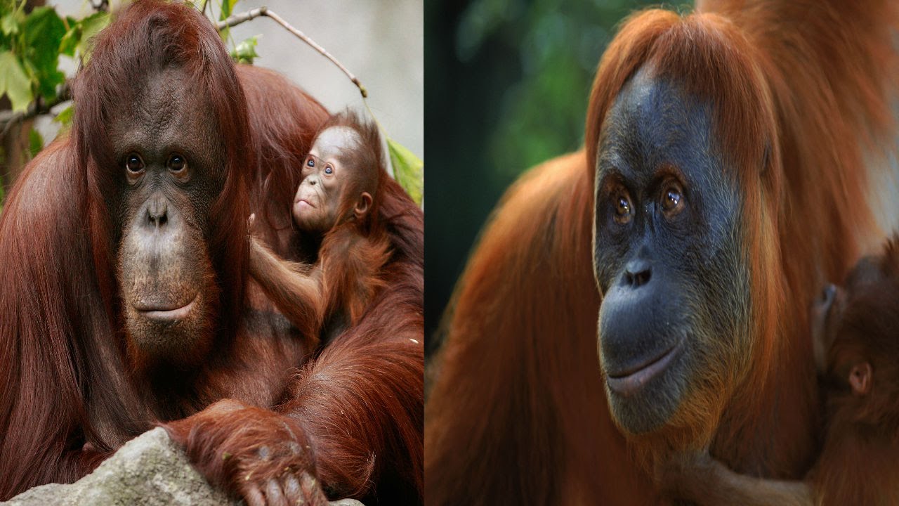 Bornean Orangutan Sumatran Orangutan The Differences Youtube