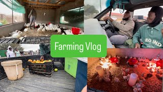 Farm Life Vlog Day In Life Of A Poultry Farmer In South Africa Broiler ...