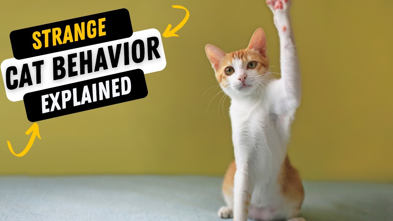 Weirdest Cat Behaviors Explained Youtube