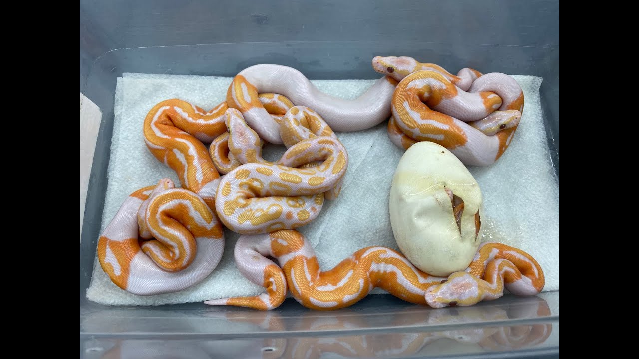 Egg Cutting And Some Incredible Odds On A Dreamsicle Ball Python