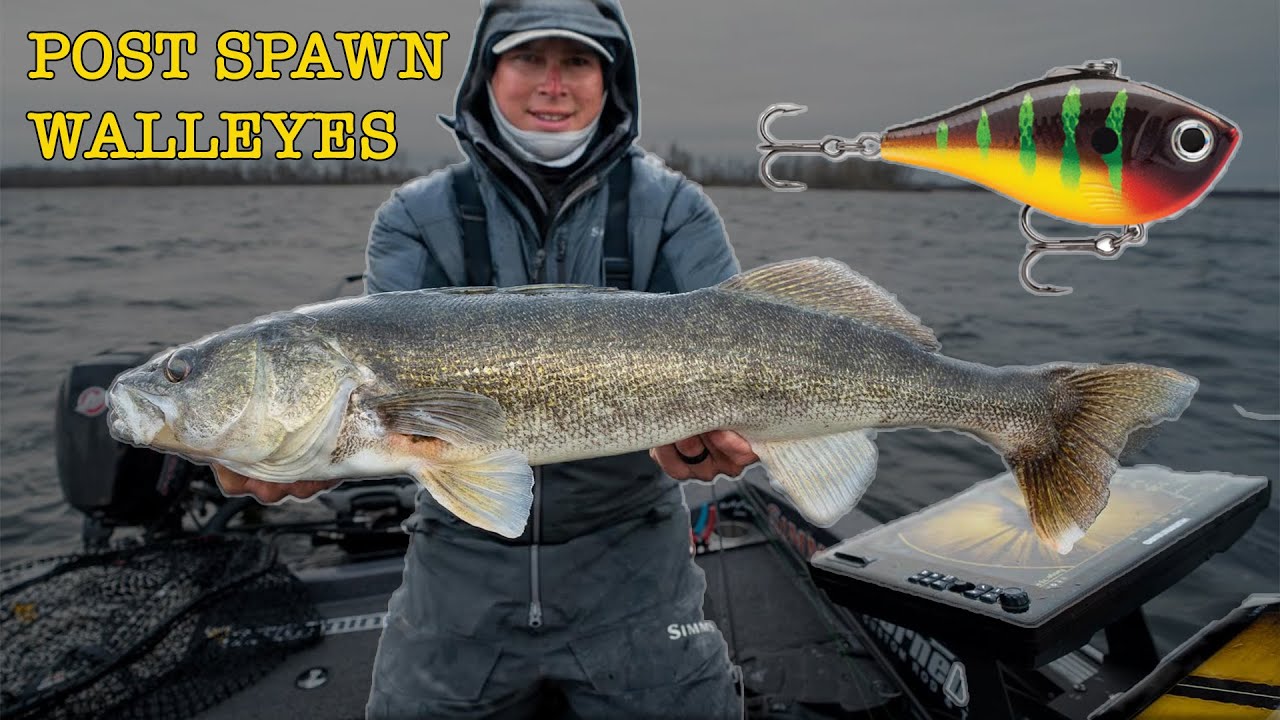 Post Spawn Walleye Tactics Youtube