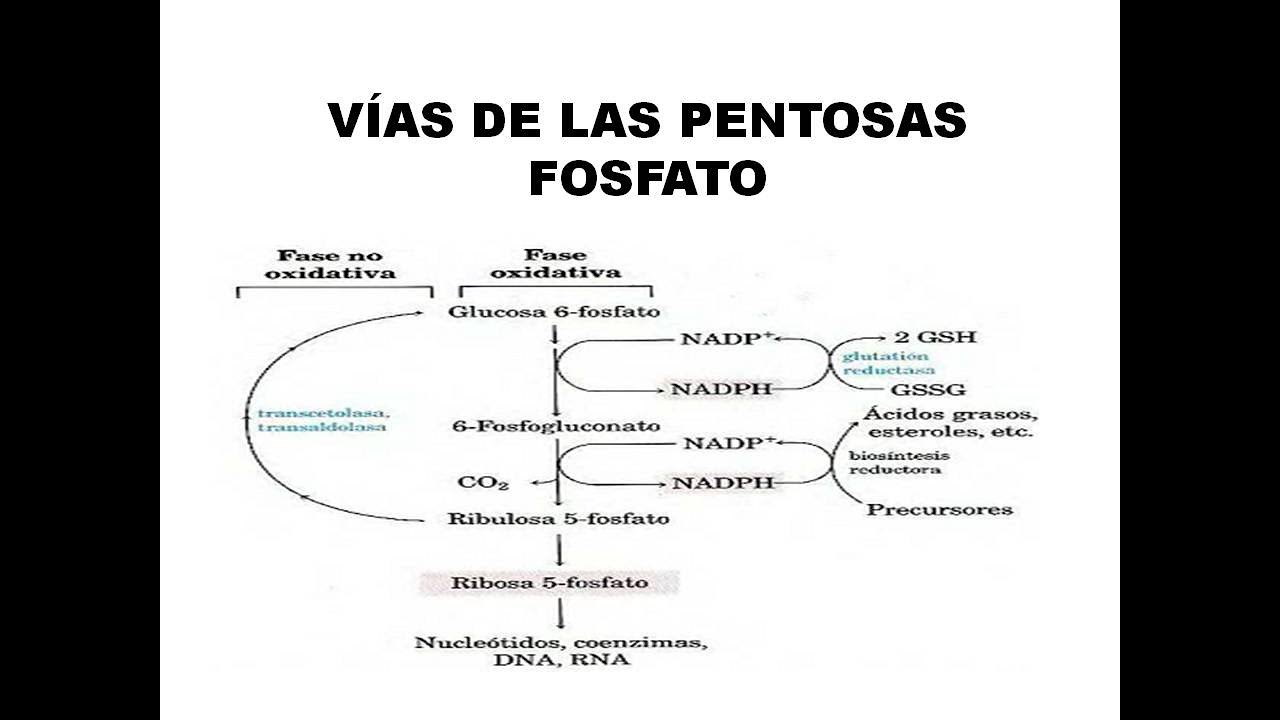 Vía De Las Pentosas Fosfato Fase Oxidativa