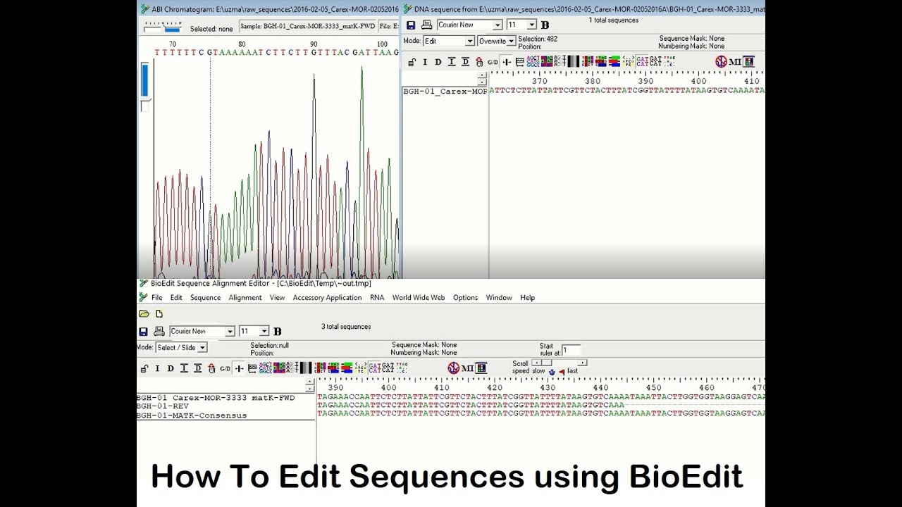 Bioedit Sequence Alignment Weareascse