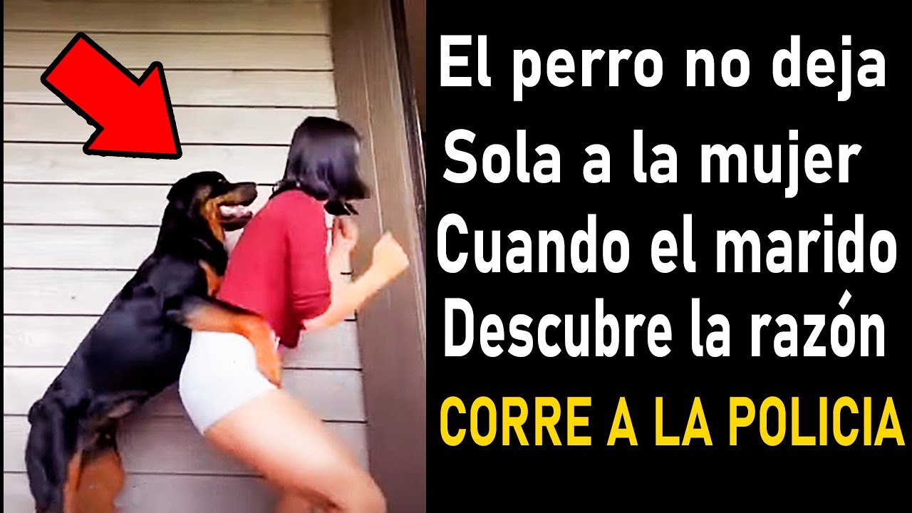 Perro Nunca Deja A La Mujer Sola Cuando El Marido Descubre La Razón