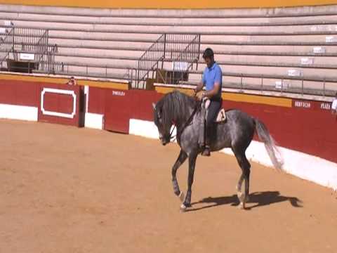 Rejoneador Javier San Jose Entrenando Con Aquiles Y Una Becerra 2 Youtube