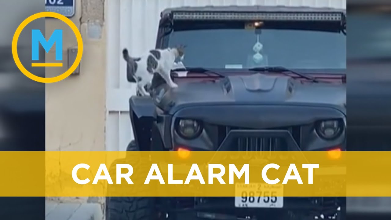 Fearless Cat Hilariously Confronts Car Alarm Your Morning Youtube