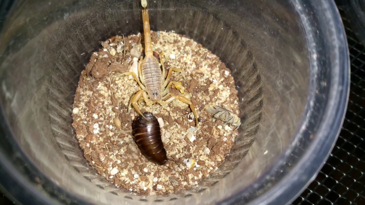 Deathstalker Scorpion Stings Cockroach Youtube