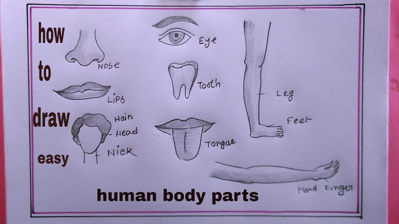 How To Draw Body Parts Infoupdate Org