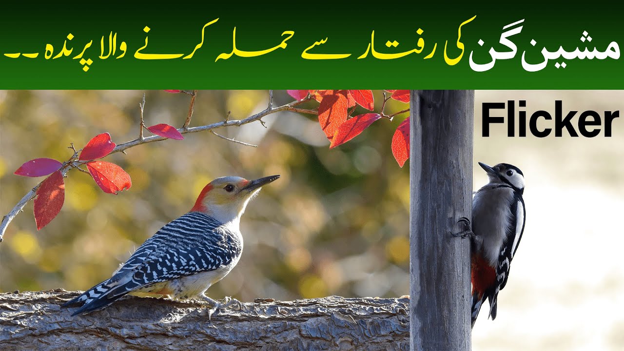 Flicker Or American Machine Gun Bird Woodpecker In Urdu Hindi