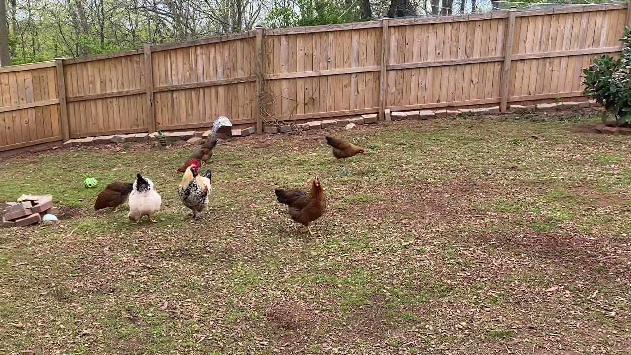 Rooster Protecting Flock Youtube