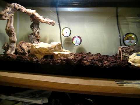 Baby Ball Python Setup Youtube