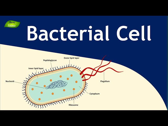 Describe The Structure And Function Of A Bacterial Cell Infoupdate Org