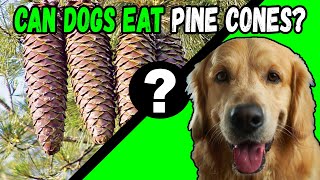 Are Pine Cones Edible For Dogs