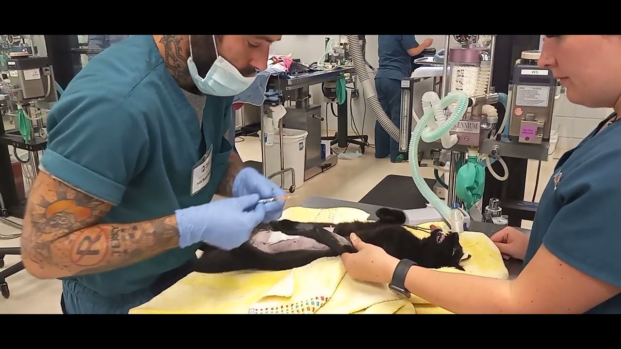 Cephalic Blood Draw On A Feline Patient For Vet Tech Training Youtube
