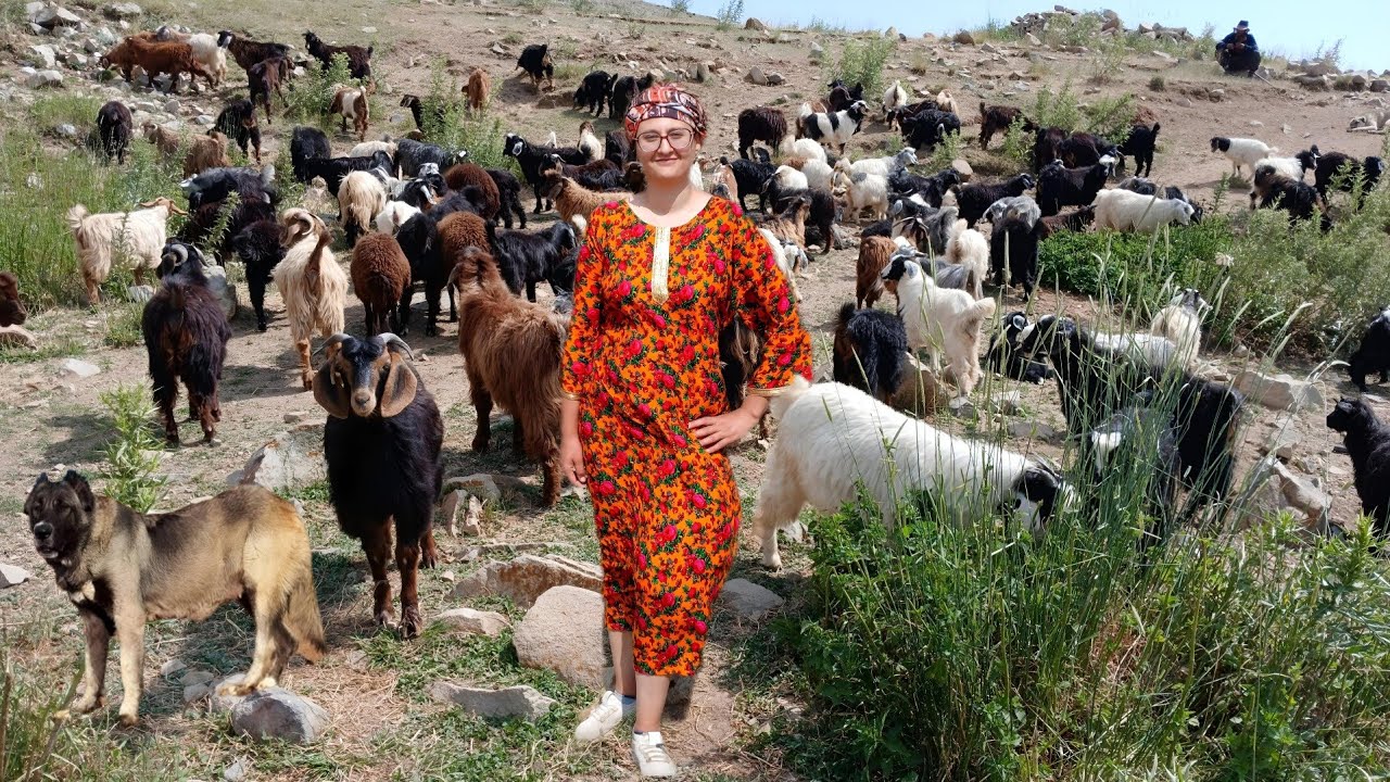 Grazing Sheep In The Village From The Barn To The Mountain Pasture