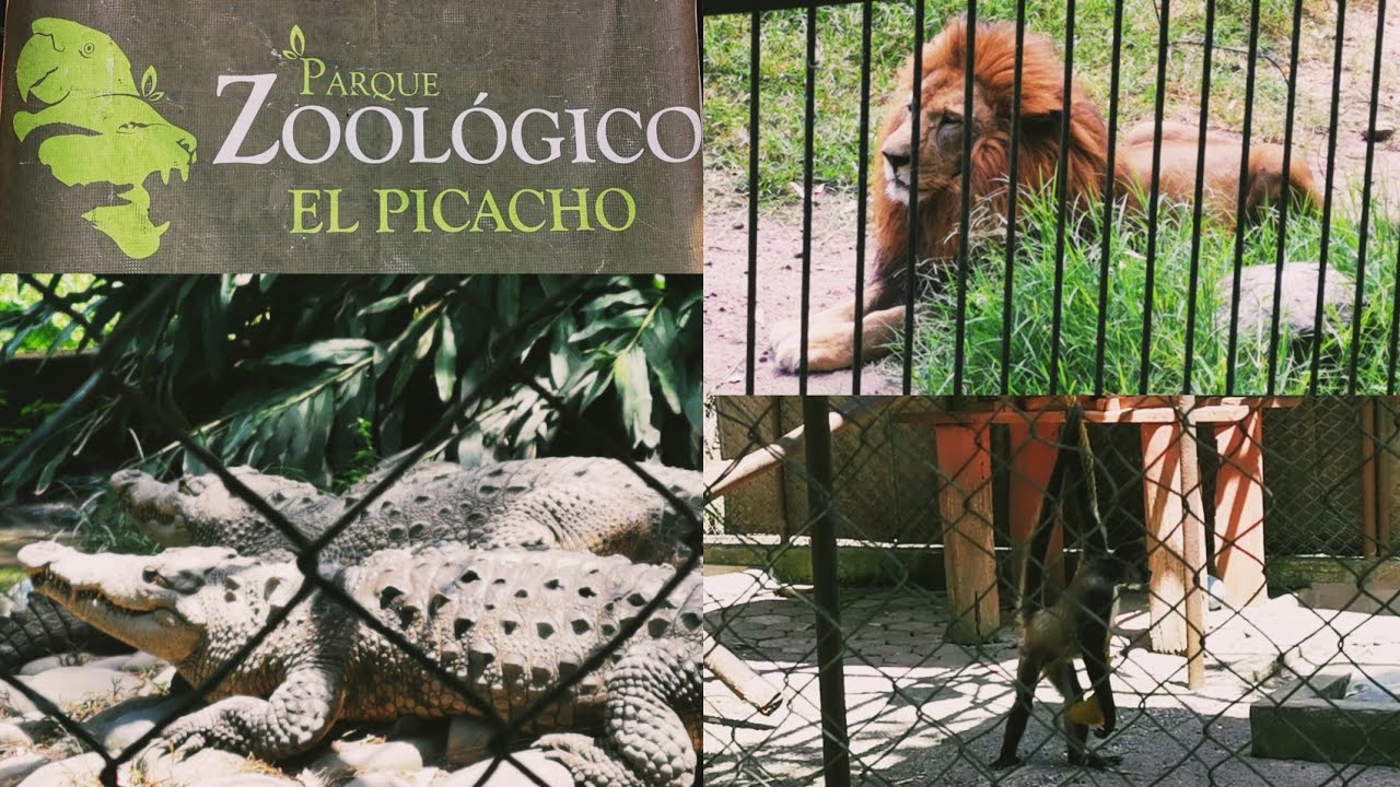 Zoolгіgico De El Picacho Tegucigalpa рџ рџ і Youtube