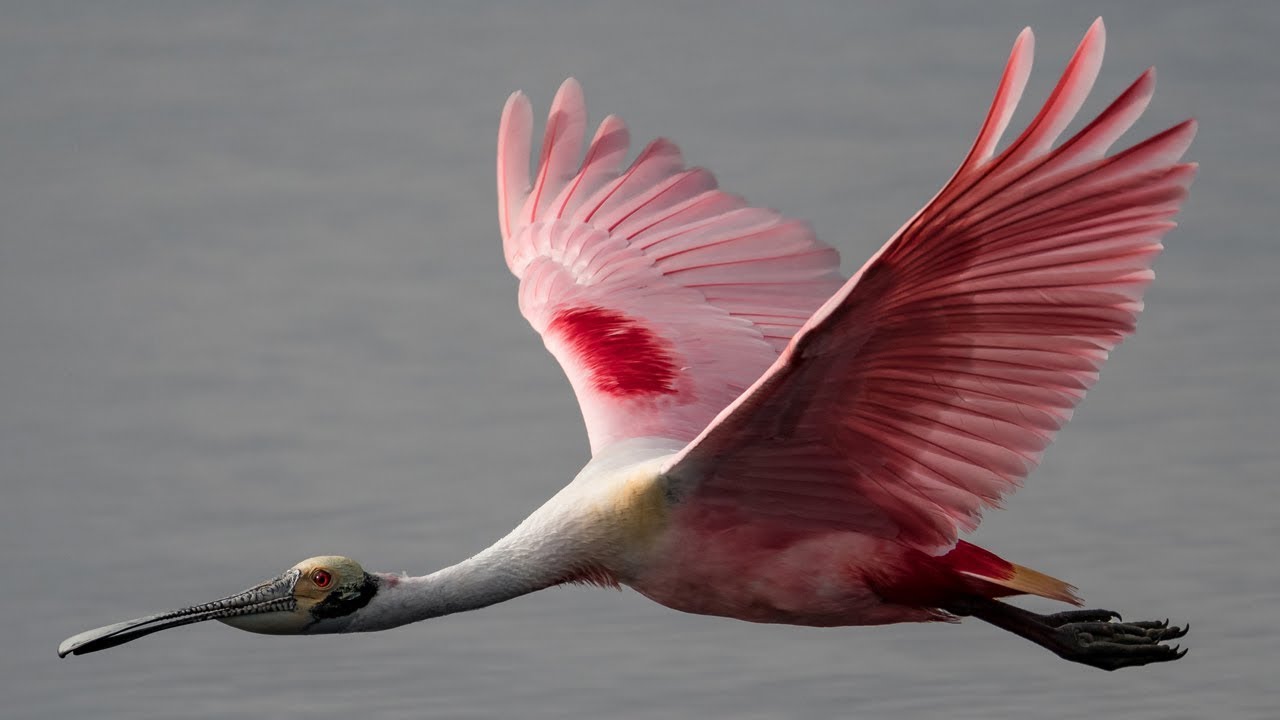 Spoonbill Flying